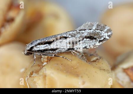 Archinemapogon yildizae, moth of the family Tineidae known as fungus ...