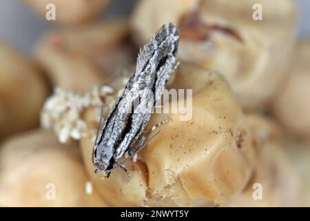 Archinemapogon yildizae, moth of the family Tineidae known as fungus ...