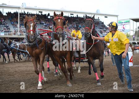 CALGARY, AB - JULY 06: Horses hit the finish line in the GMC Rangeland ...