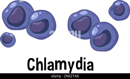 Chlamydia virus with text illustration Stock Vector Image & Art - Alamy