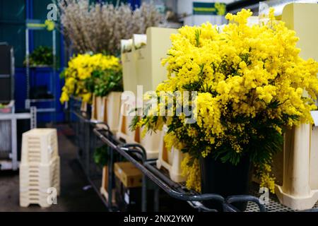Large bunches of mimosa on the shelves of the flower market Stock Photo ...
