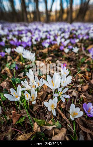 Crocuses in the woods. Color explosion Stock Photo - Alamy