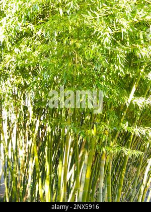 Narrow bamboo forest Phyllostachys dulcis Stock Photo - Alamy