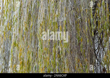 Weeping willow bombarded with ice fog. Frost on tree branches in frosty ...