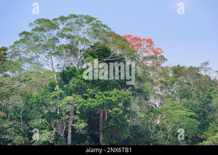 Pink Ipe Tree (Tabebuia ipe), Madre de Dios River, Manu National Park ...