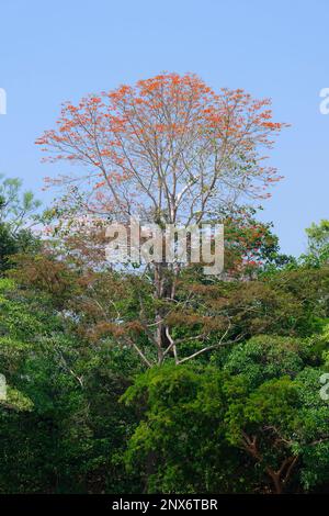 Pink Ipe Tree (Tabebuia ipe), Madre de Dios River, Manu National Park ...