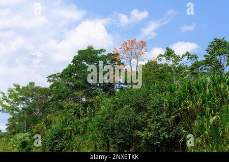 Amazon Tropical rain Forest along the Rio Colorado, Peruvian Amazon ...