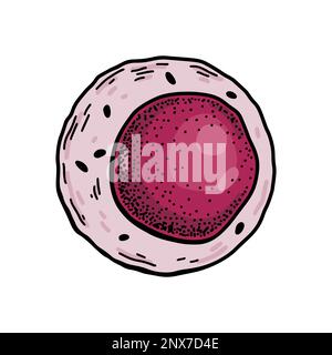 Myeloid blood stem cell isolated on white background. Hand drawn scientific microbiology vector ...