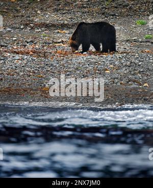Wild Hokkaido brown bears Higuma ursus arctos horribilis Stock Photo ...
