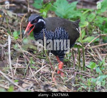 Okinawa rail, Yanbaru kuina (Rallus okinawae, Gallirallus okinawae), Endangered Okinawa rail ...