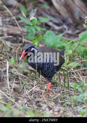Okinawa rail, Yanbaru kuina (Rallus okinawae, Gallirallus okinawae), Endangered Okinawa rail ...