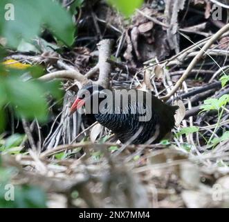 Okinawa rail, Yanbaru kuina (Rallus okinawae, Gallirallus okinawae), Endangered Okinawa rail ...