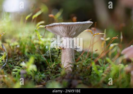 Beech or Slimy Milkcap Fungi - Lactarius blennius among Beech leaf ...