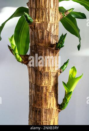 New shoots of Mass Cane stalk stem Stock Photo - Alamy