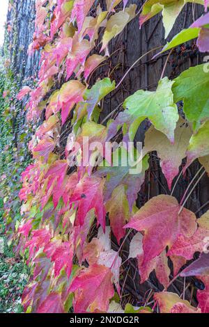 Shot of colorful ivy leaves during the day in autumn Stock Photo - Alamy