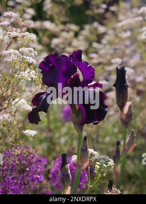 purple bearded Iris flower in front of boxwood hedge Stock Photo - Alamy