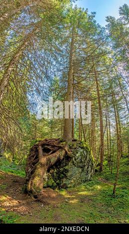 Image of a tree whose roots have grown imposingly over a large rock at ...
