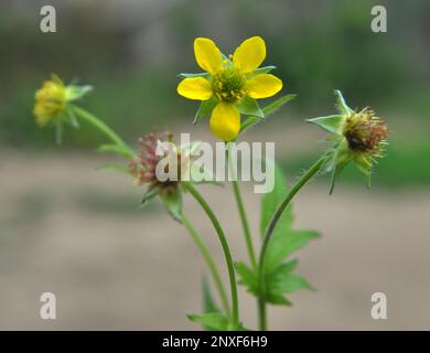 Geum urbanum grows in the wild among grasses Stock Photo - Alamy