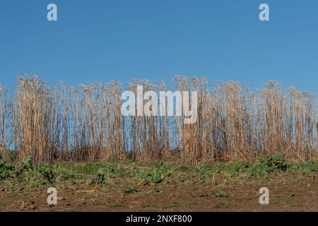 Miscanthus grass and kale cover crop Stock Photo - Alamy