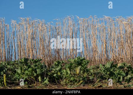 Miscanthus grass and kale cover crop Stock Photo - Alamy