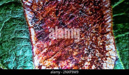 Diseases of plants. A patient infected with pests leaves. Ultra macro ...