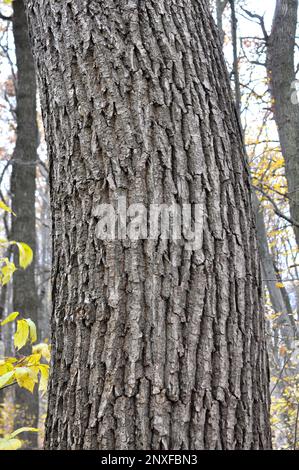 Bark on the trunk of a live oak tree Stock Photo - Alamy