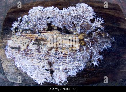 Rhizomorphic mycelium long cord-like plexuses of fungal filaments ...