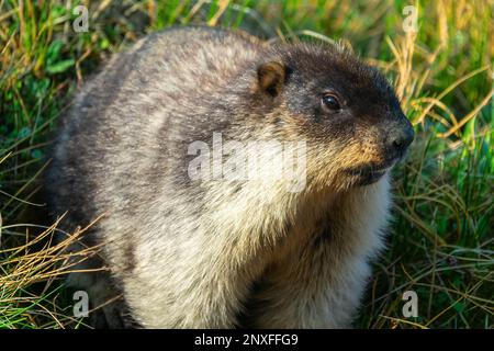 Black-capped marmot (Marmota camtschatica) in Kamchatka it lives on ...