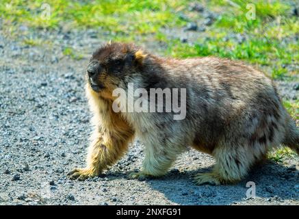 Black-capped marmot (Marmota camtschatica) in Kamchatka it lives on ...