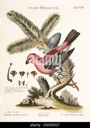 Bird illustration - Great Rosefinch -Antique plate of the dutch book ...