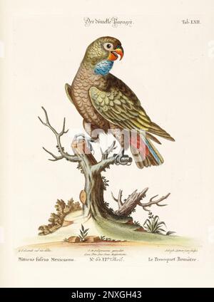 Bird illustration - Parrot - Antique plate of the dutch book ...