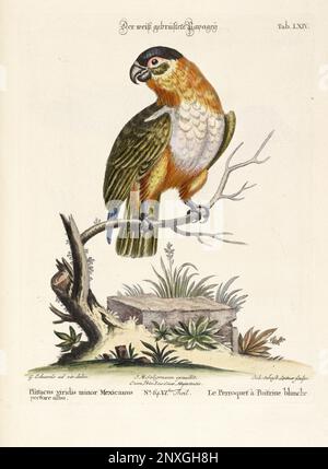 Bird illustration - Parrot - Antique plate of the dutch book ...