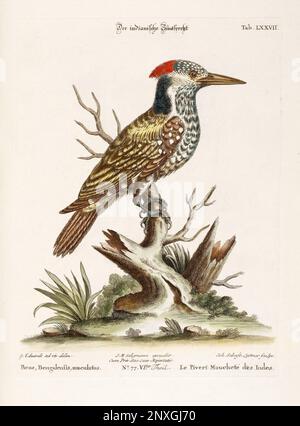 Bird illustration - The Woodpecker - Antique plate of the dutch book ...