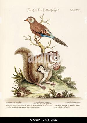 Bird illustration-A bird and a Squirrel-Antique plate of the dutch book ...