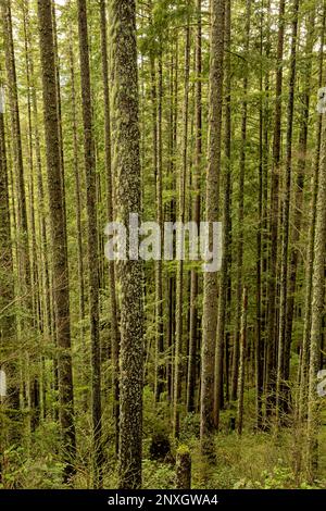 Tall skinny trees in the forest Stock Photo - Alamy