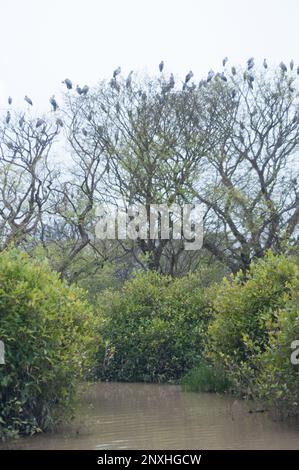 Ratargul natural beauty in Sylhet, Bangladesh Stock Photo - Alamy
