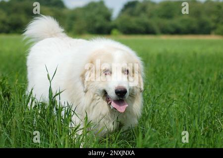 Great Pyrenees dog in meadow of Rocky Mountain foothills, Colorado, USA ...