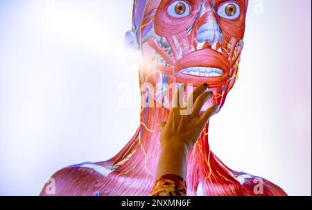 Human body, Anatomical mannequin, muscular system Stock Photo - Alamy