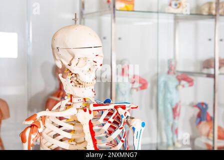 Human body, Anatomical mannequin, muscular and skeleton system, head ...