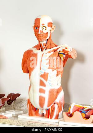 Human body, Anatomical mannequin, muscular and skeleton system, head ...