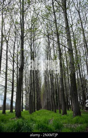 Switzerland, Canton Ticino, Gudo, Tree Stock Photo - Alamy