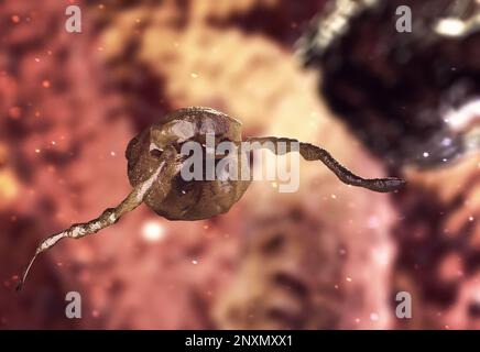 Provora, a predatory eukaryote microbe recently discovered to be a part ...