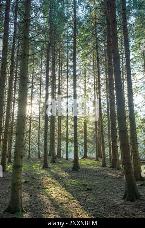 Low sun through conifer forest Stock Photo - Alamy
