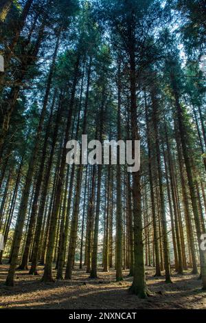 Low sun through conifer forest Stock Photo - Alamy