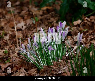 Blue winter flowering crocus seen flowering in the grass meadow in ...