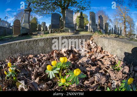St Machar's Cathedral Graveyard, Old Aberdeen, Scotland, UK Stock Photo ...