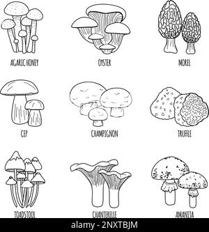 Various mushrooms set. Morel. Agaric and Shimeji. Champignon and ...