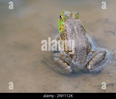 Bullfrog In Water with head just above the surface Stock Photo - Alamy