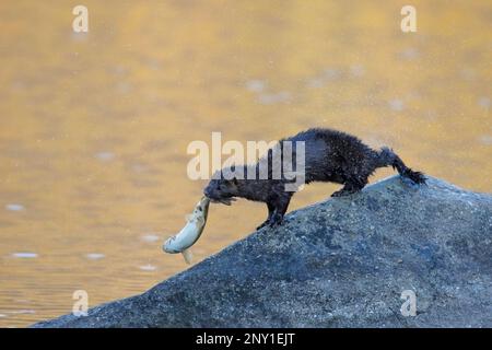 American mink carrying a fish that the animal caught in Pyramid Lake ...
