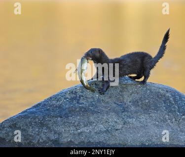 American mink carrying fish in mouth shaking off water droplets after ...